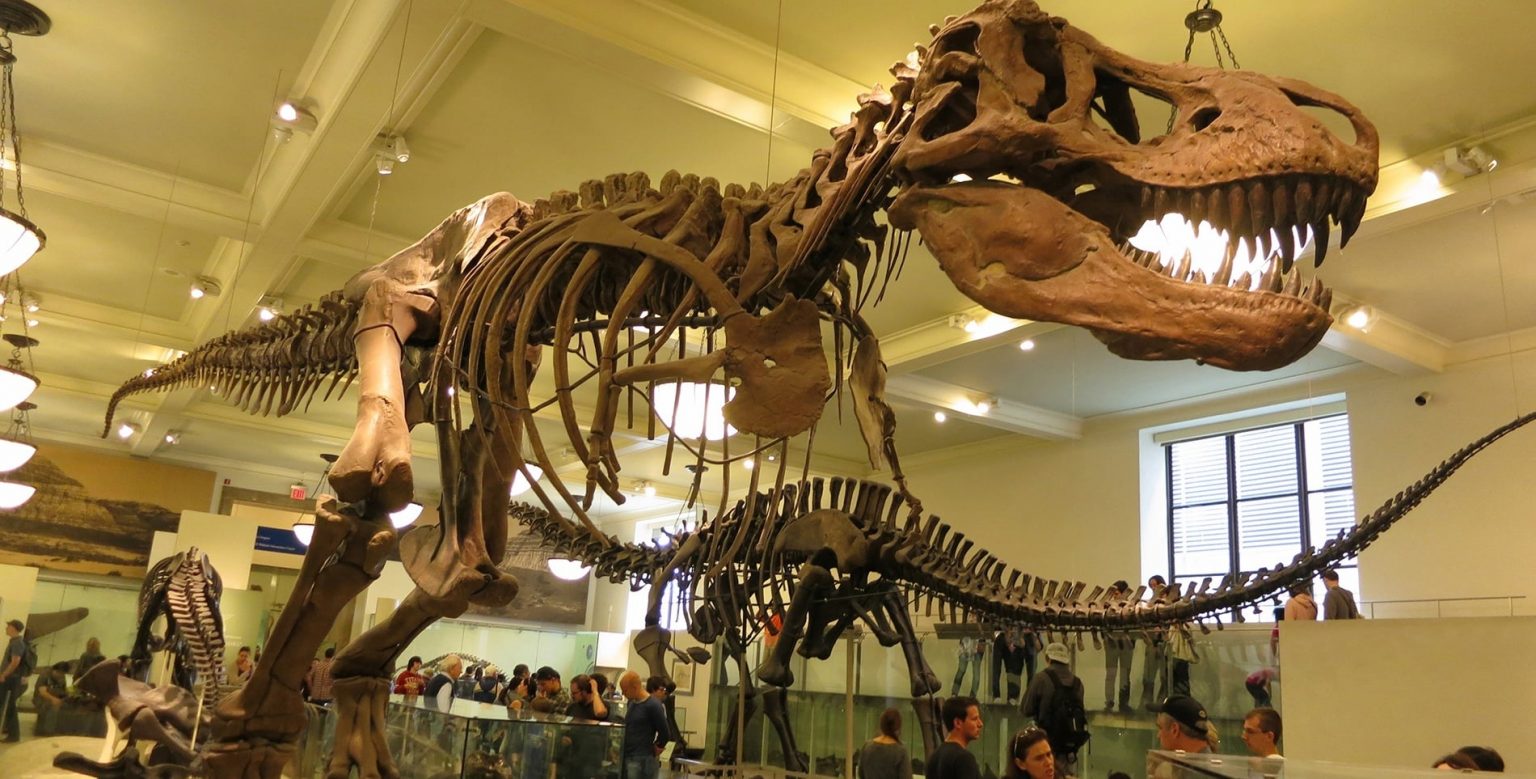 Why visit the American Museum of Natural History