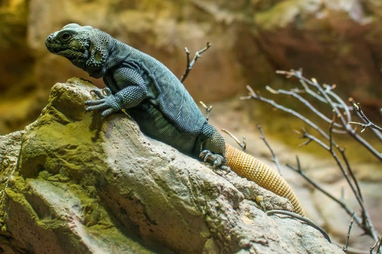 Visit the Bronx Zoo: ideal for the little ones!